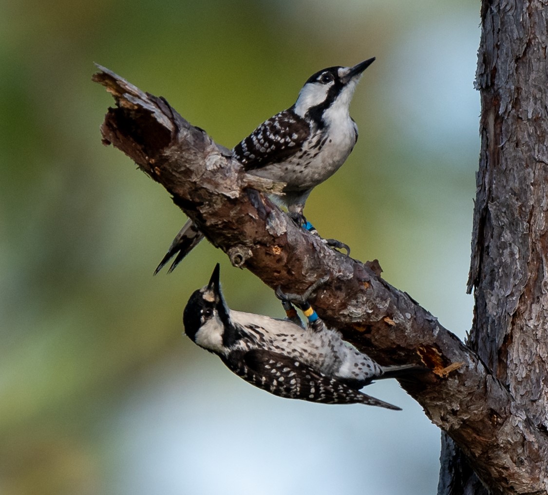 Three Rivers State Park and Apalachee WMA - North Star Legacies