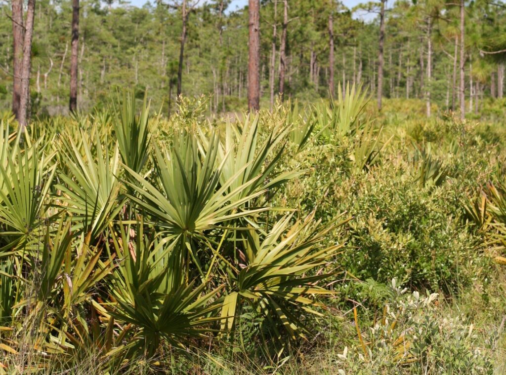 Three Rivers State Park and Apalachee WMA - North Star Legacies